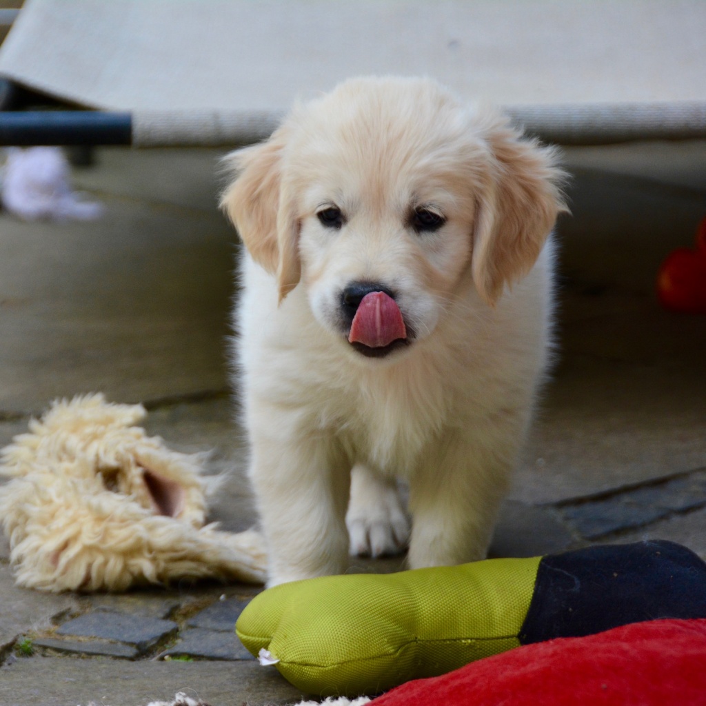 Neue Bilder mit viel Lebensfreude von unserem G-Wurf … – Golden ...